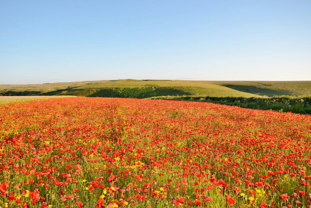 Get Involved - CPRE Cornwall